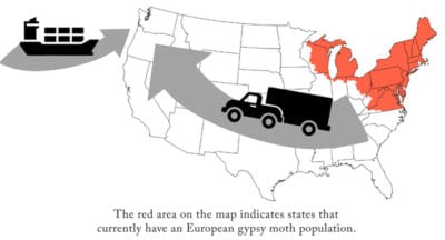 Moving? Gypsy Moth Quarantine Details - Gallagher Transport International